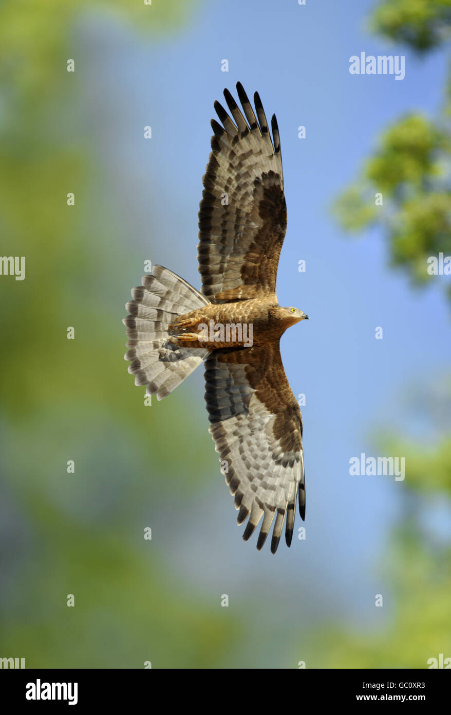 Bussard im wald -Fotos und -Bildmaterial in hoher Auflösung – Alamy