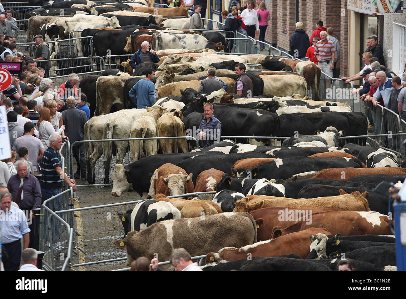 Cattle fair day findet auf der langford street in killorglin statt ...