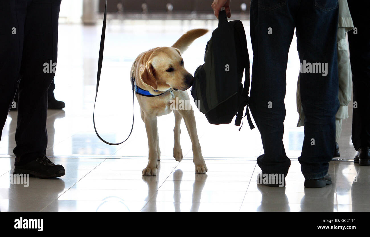 Customs sniffer dog airport -Fotos und -Bildmaterial in hoher Auflösung ...