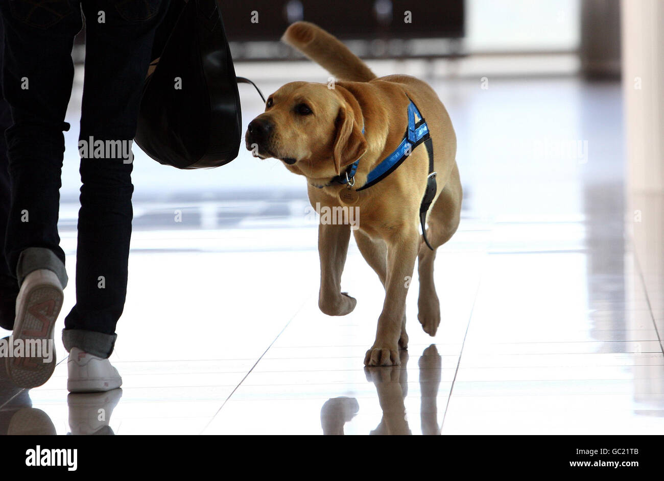 Customs sniffer dog airport -Fotos und -Bildmaterial in hoher Auflösung ...