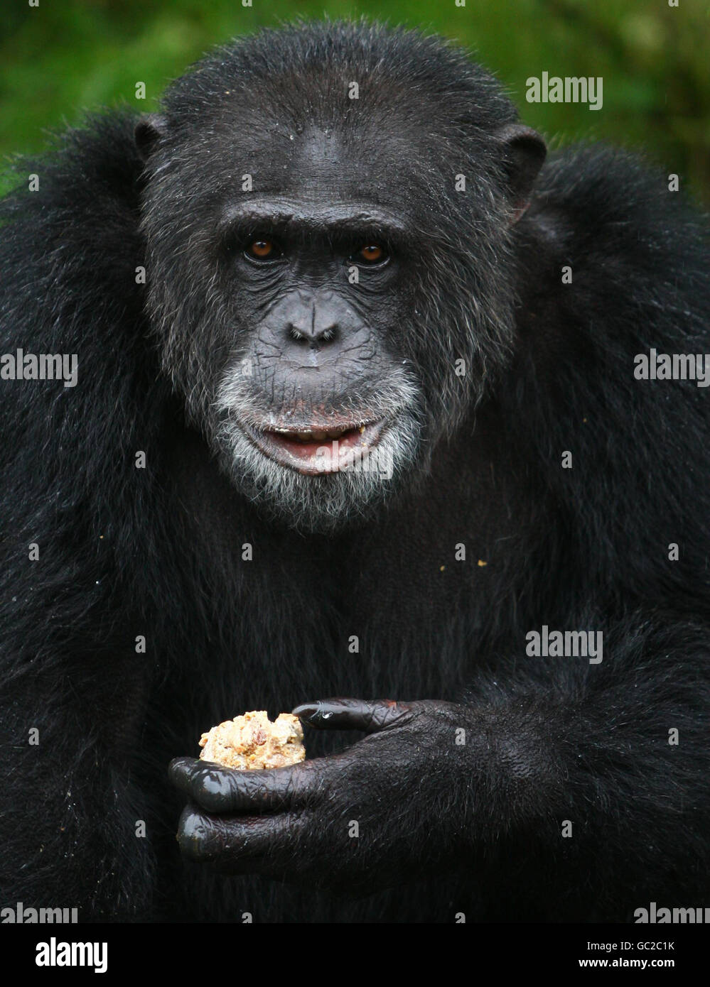Chippy the Chimp feiert seinen 21. Geburtstag im Blair Drummond Safari ...