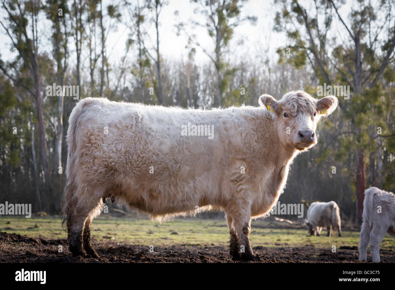 Galloway Rinder (Bos Primigenius Taurus) mit blonden Pigmentierung ...