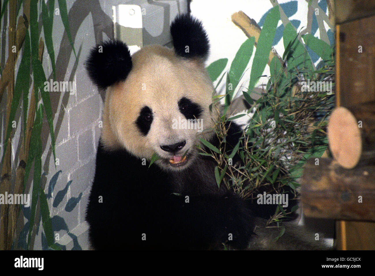 Riesenpanda ming ming -Fotos und -Bildmaterial in hoher Auflösung – Alamy