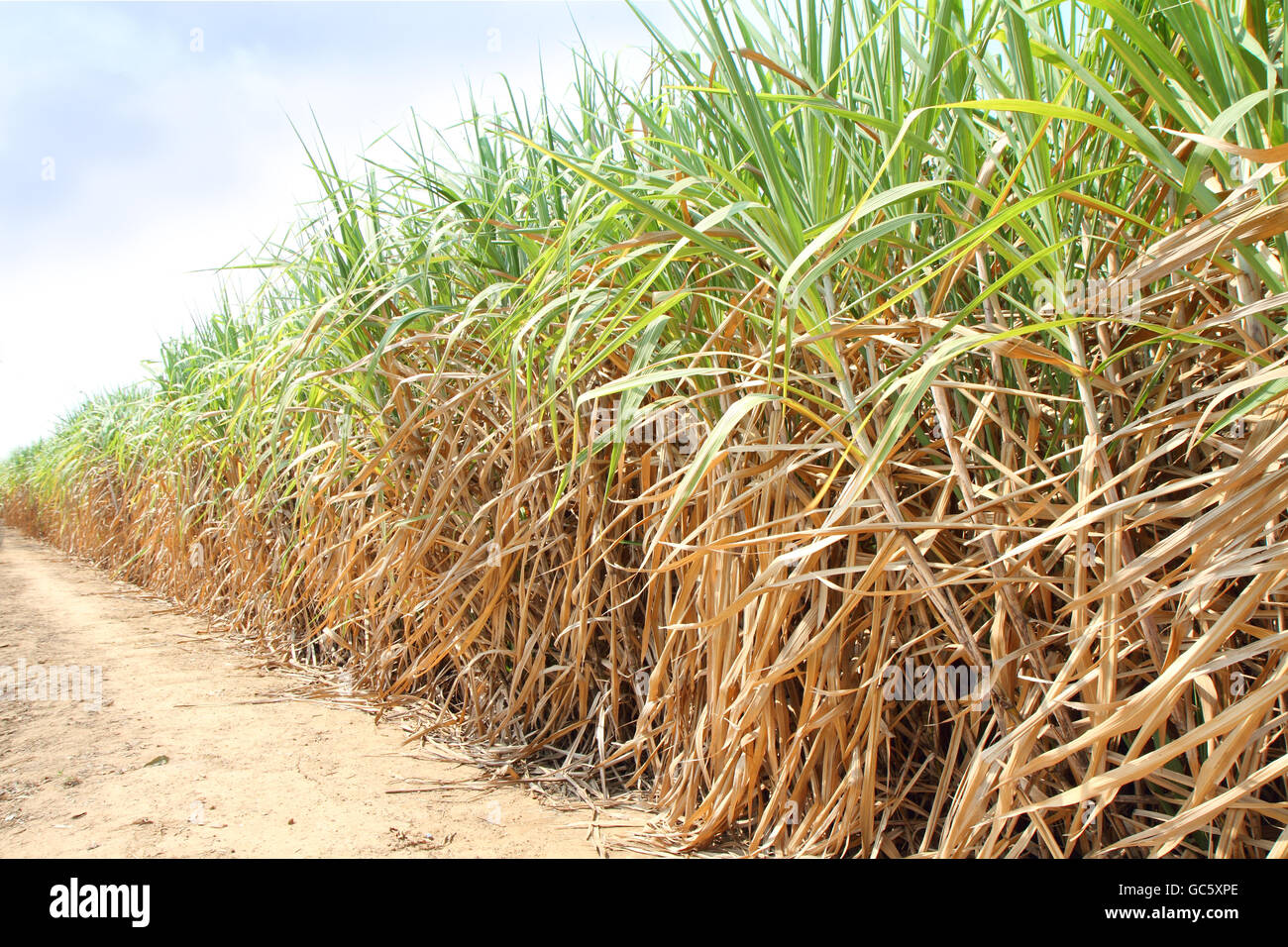 Stalk sugarcane -Fotos und -Bildmaterial in hoher Auflösung – Alamy