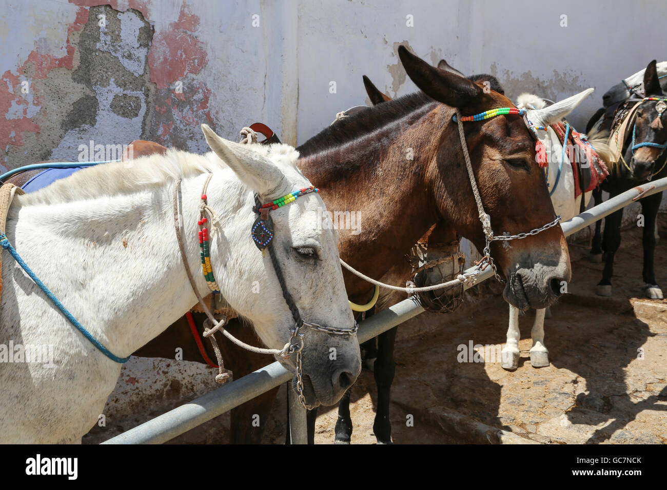 Esel esel santorini griechenland -Fotos und -Bildmaterial in hoher ...