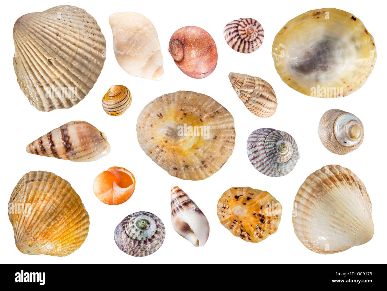 Muscheln am strand sammeln Ausgeschnittene Stockfotos und -bilder - Alamy