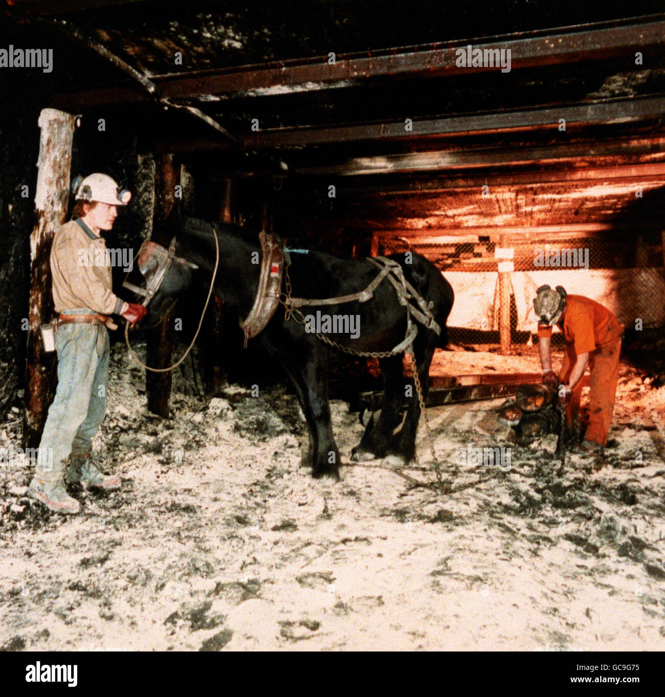 Ellington pit pony -Fotos und -Bildmaterial in hoher Auflösung – Alamy