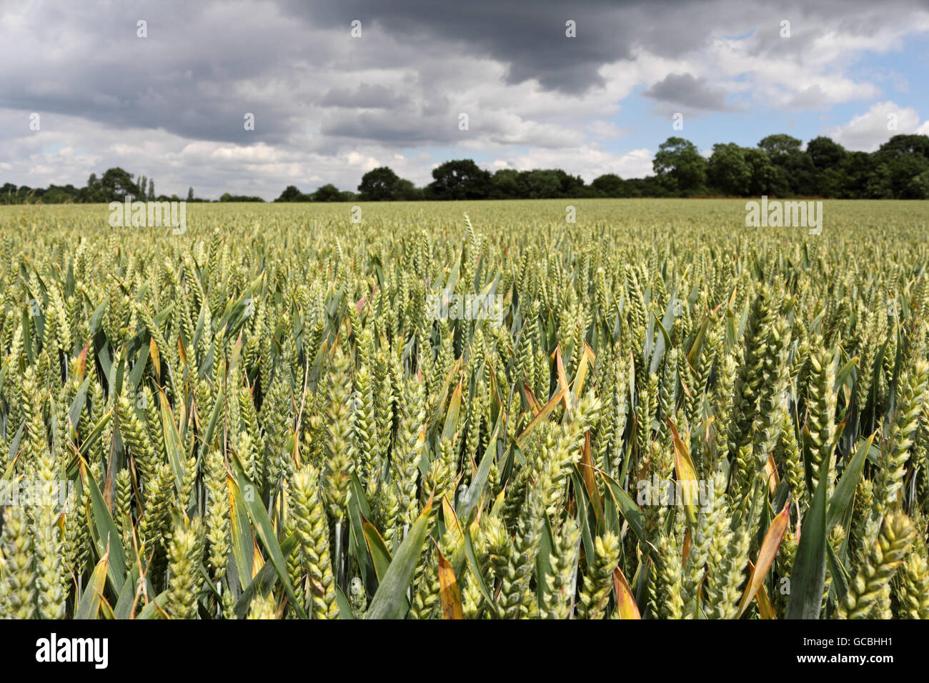 Wheat Field Stockfotos und -bilder Kaufen - Alamy