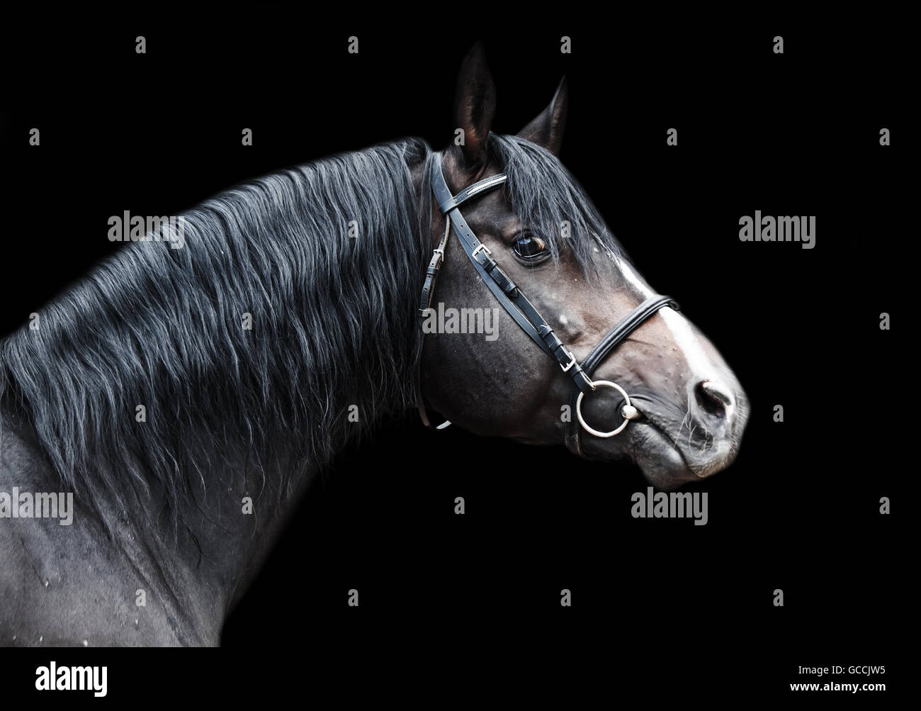 Mane Of The Stallion Stockfotos und -bilder Kaufen - Alamy