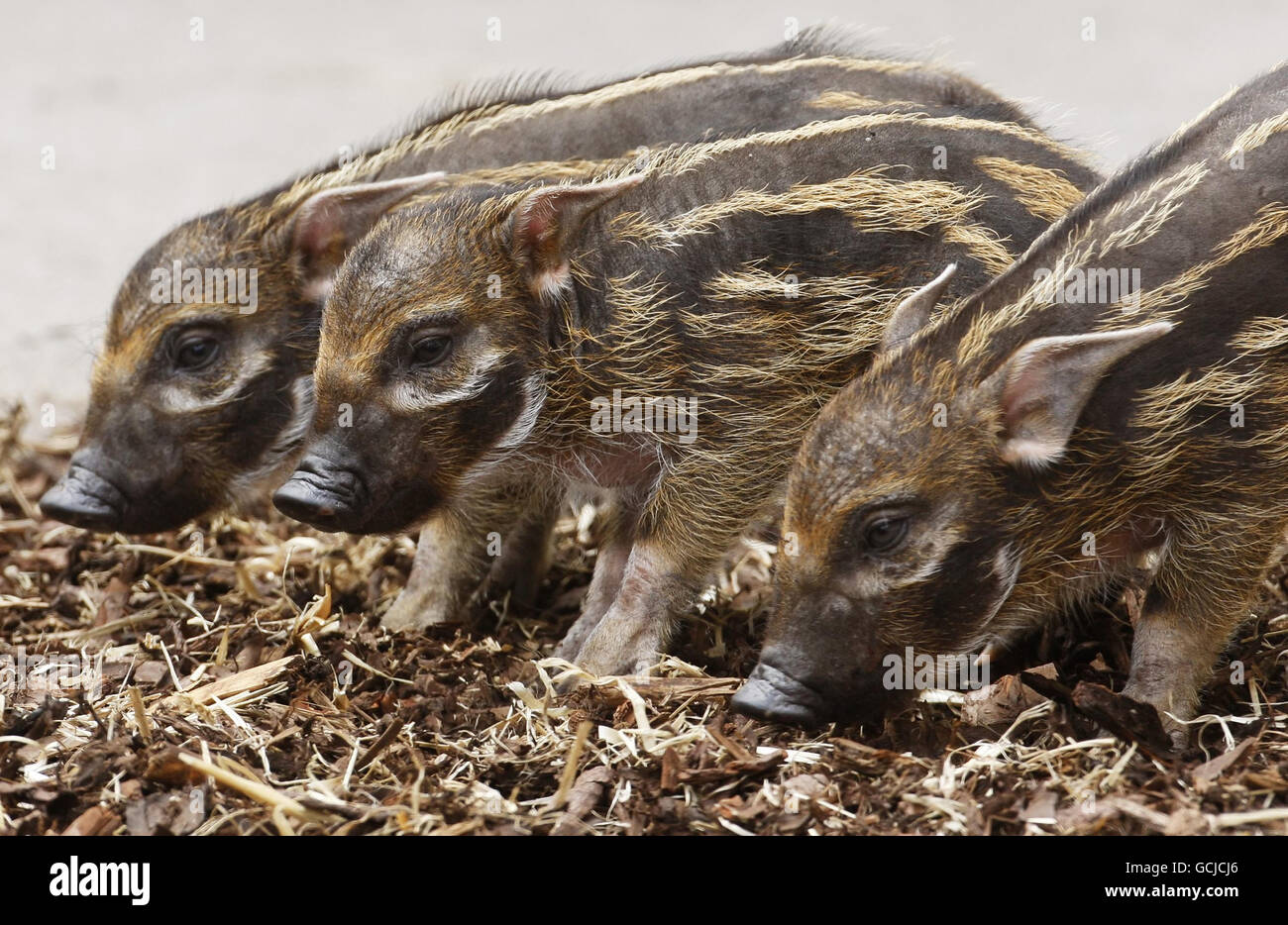 6 ferkel -Fotos und -Bildmaterial in hoher Auflösung – Alamy