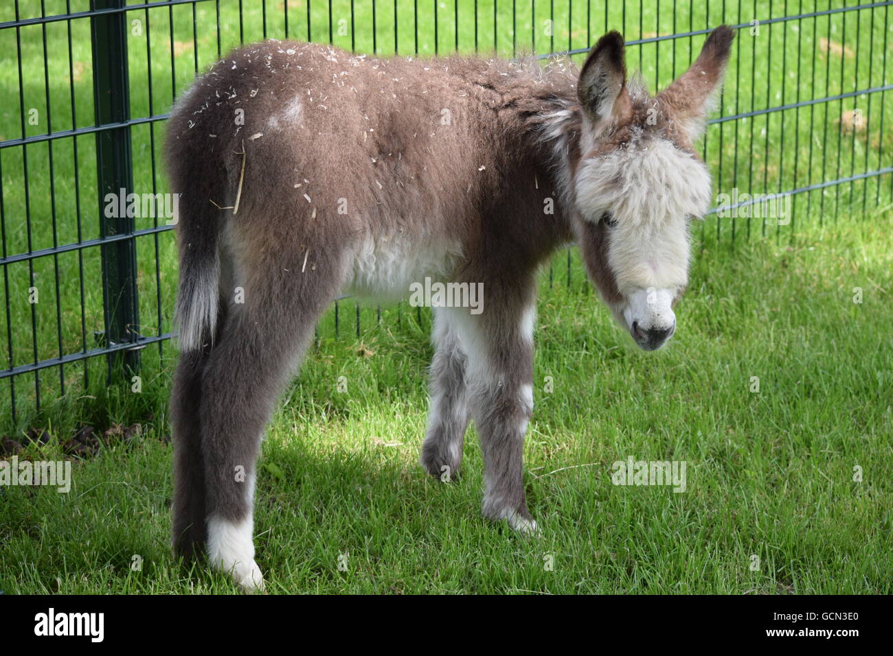 Baby donkey -Fotos und -Bildmaterial in hoher Auflösung – Alamy