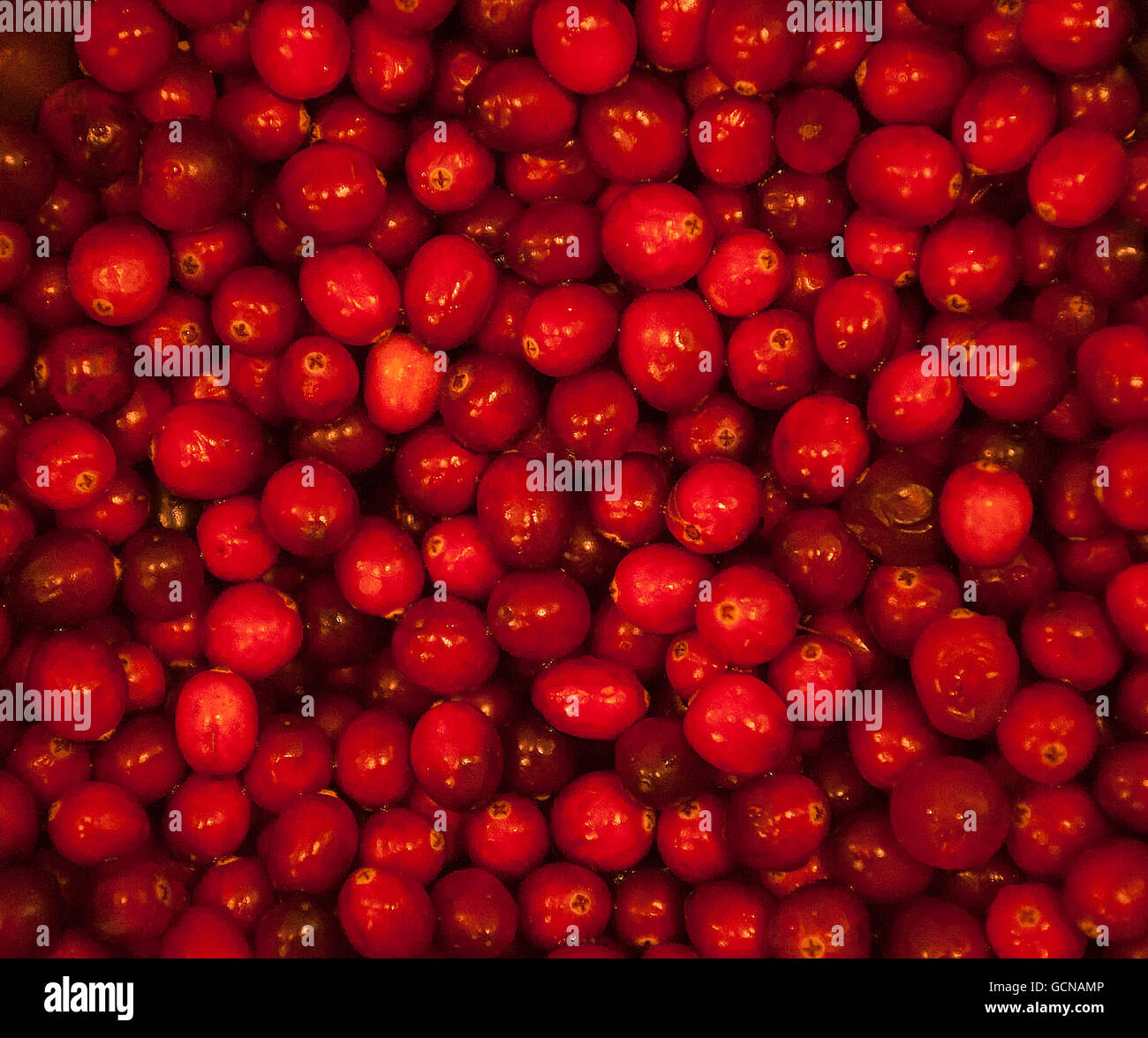 Preiselbeeren ernte -Fotos und -Bildmaterial in hoher Auflösung – Alamy