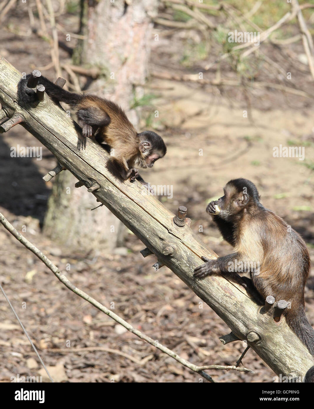 Baby braune kapuzineraffen edinburgh zoo -Fotos und -Bildmaterial in ...