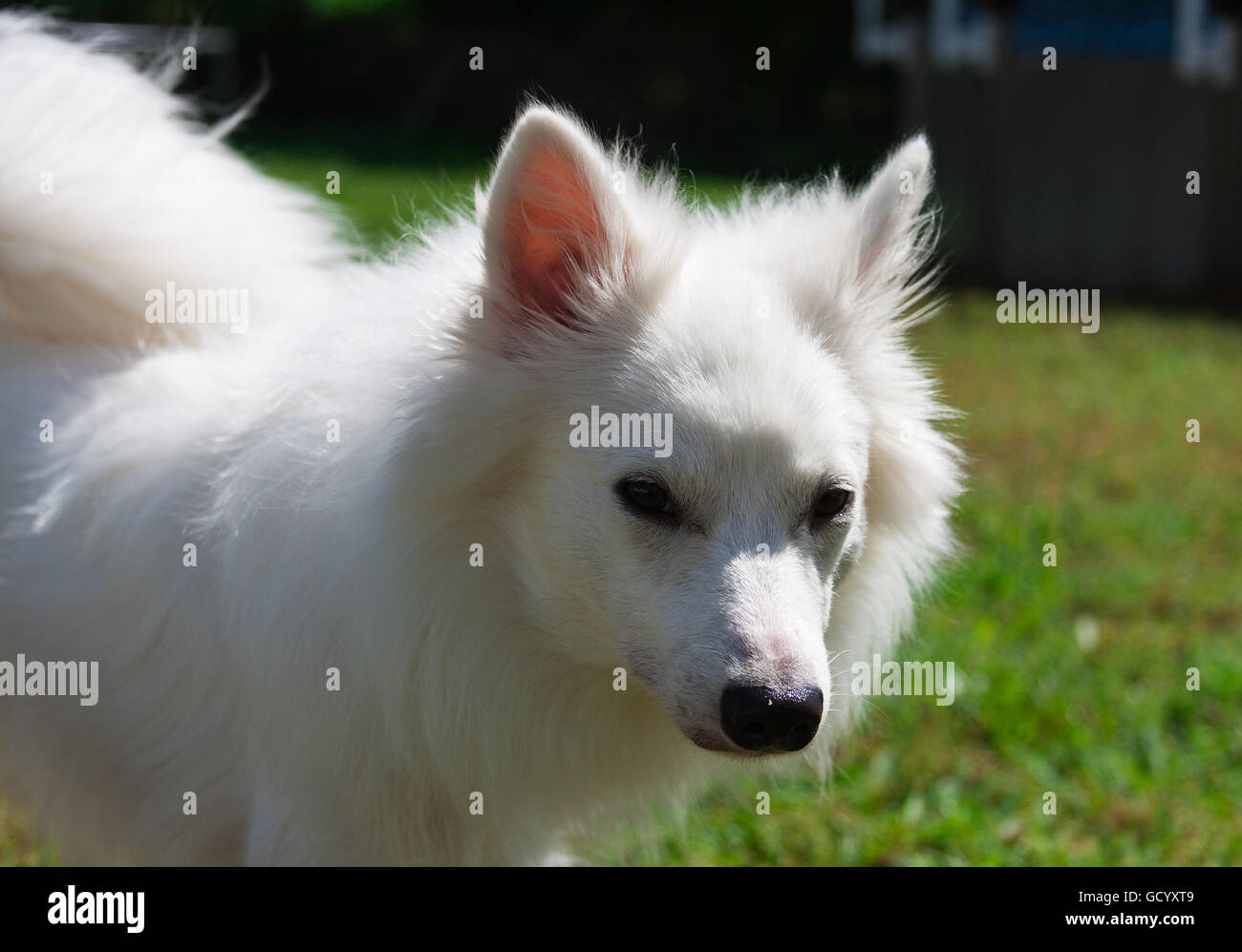 Breed white -Fotos und -Bildmaterial in hoher Auflösung – Alamy
