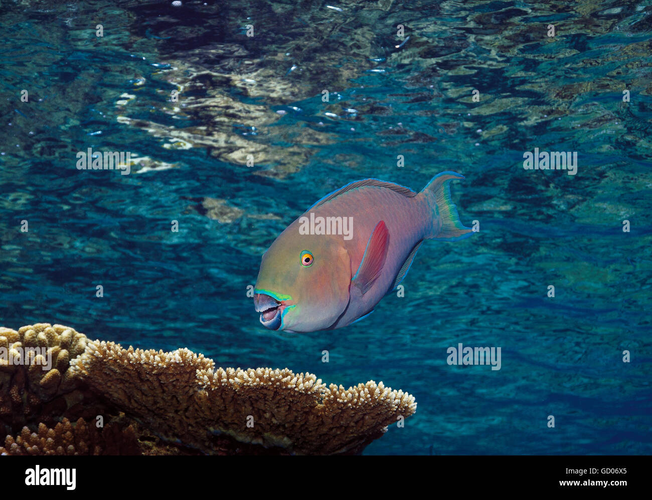 Fish parrot fish maldives -Fotos und -Bildmaterial in hoher Auflösung ...