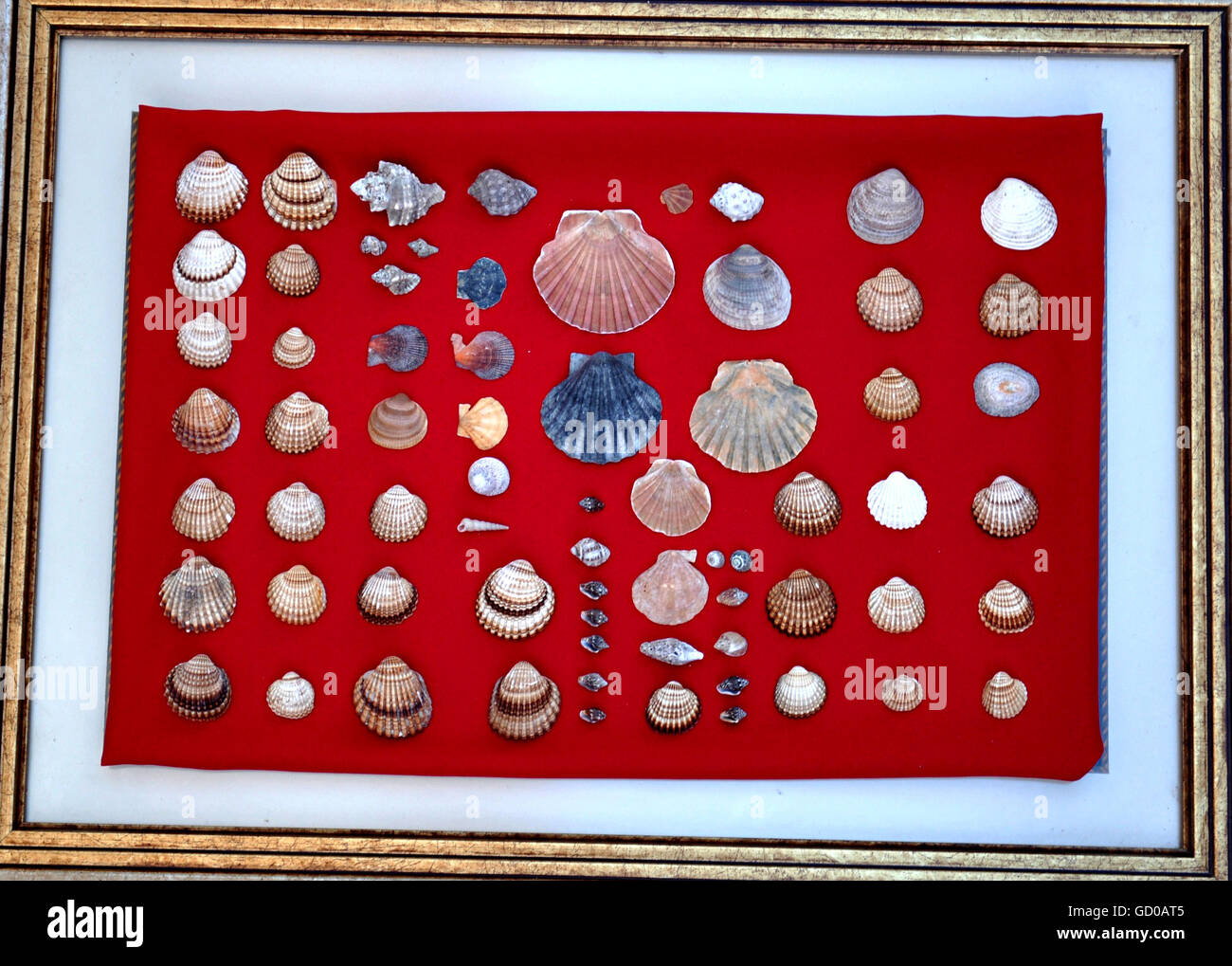 Rote Muscheln Stockfotos und -bilder Kaufen - Alamy