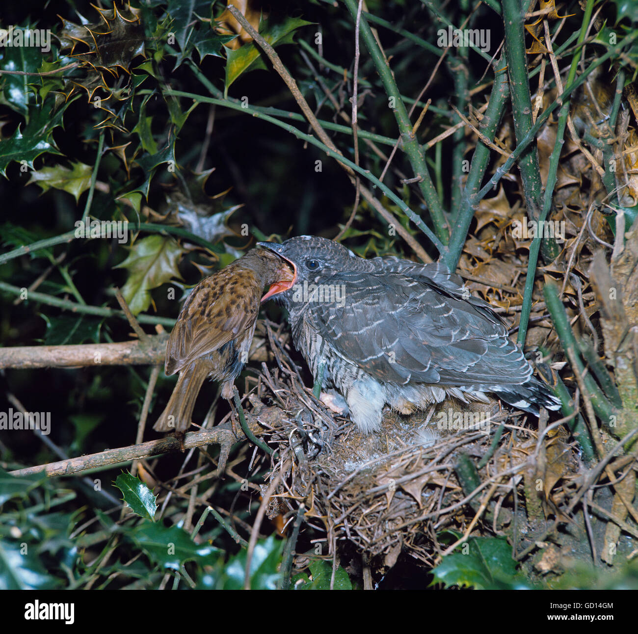 Junger kuckuck -Fotos und -Bildmaterial in hoher Auflösung – Alamy