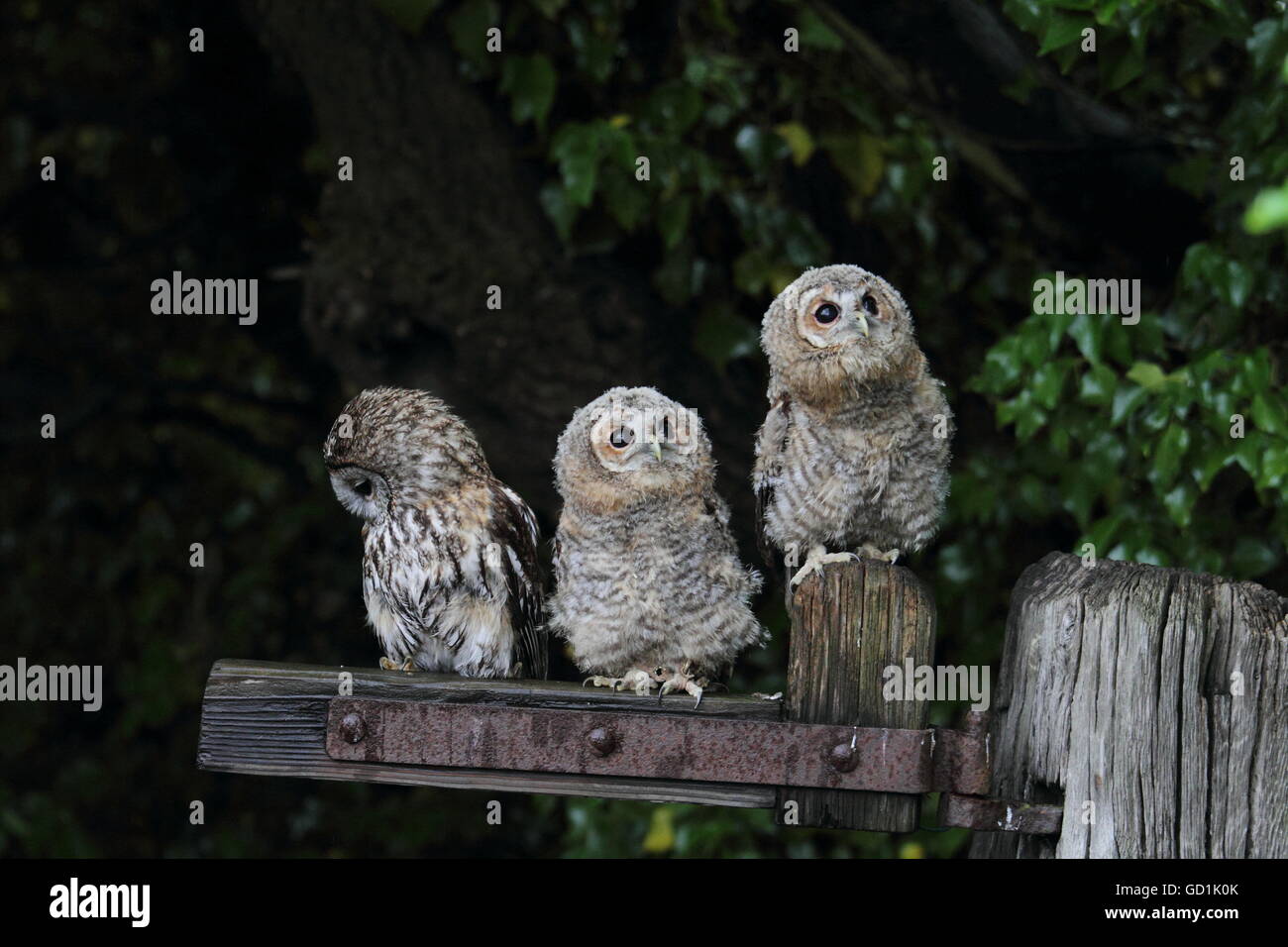 Ohrenlose eule -Fotos und -Bildmaterial in hoher Auflösung – Alamy