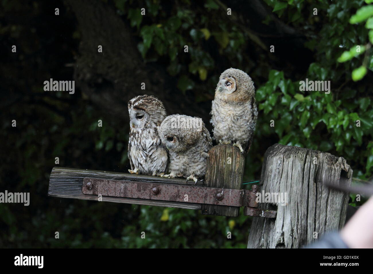 Ohrenlose eule -Fotos und -Bildmaterial in hoher Auflösung – Alamy