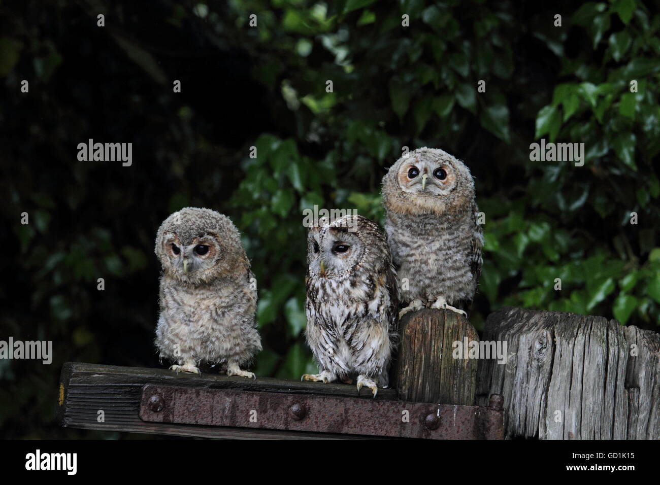 Drei kleine eulen -Fotos und -Bildmaterial in hoher Auflösung – Alamy