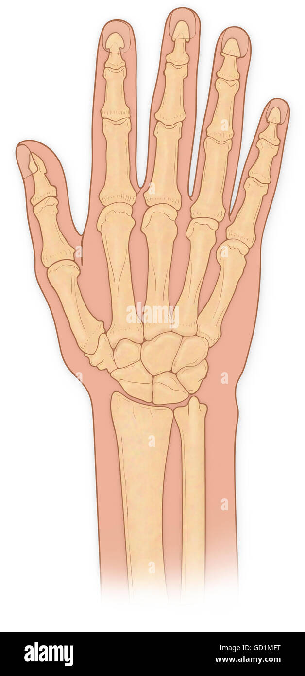 Normale Ansicht von ventral der Ulna, Radius, Hand-Bones, hamate ...