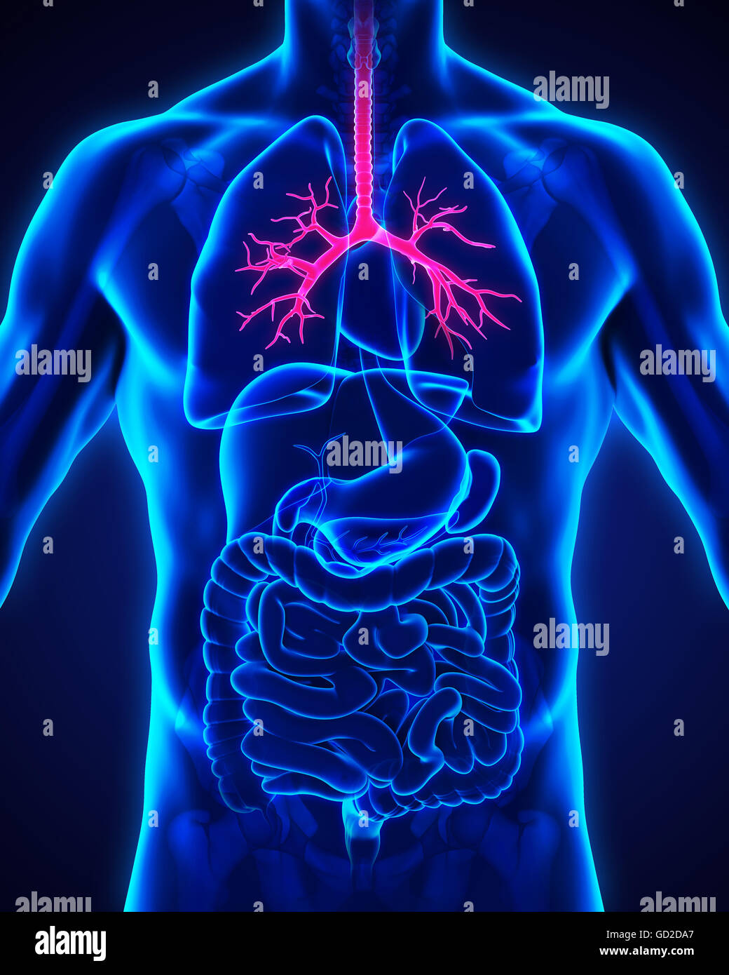 Anatomie der menschlichen Bronchien Stockfotografie - Alamy