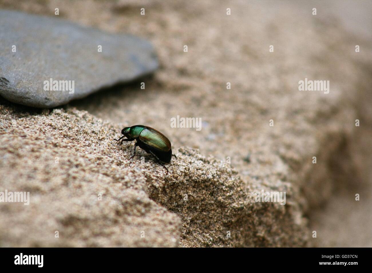 Bug In The Sand Stockfotos und -bilder Kaufen - Alamy
