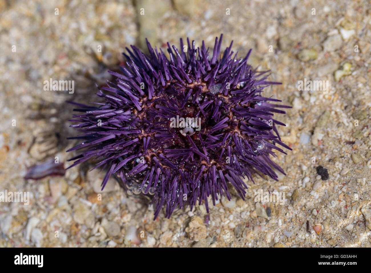 Igel strand -Fotos und -Bildmaterial in hoher Auflösung – Alamy