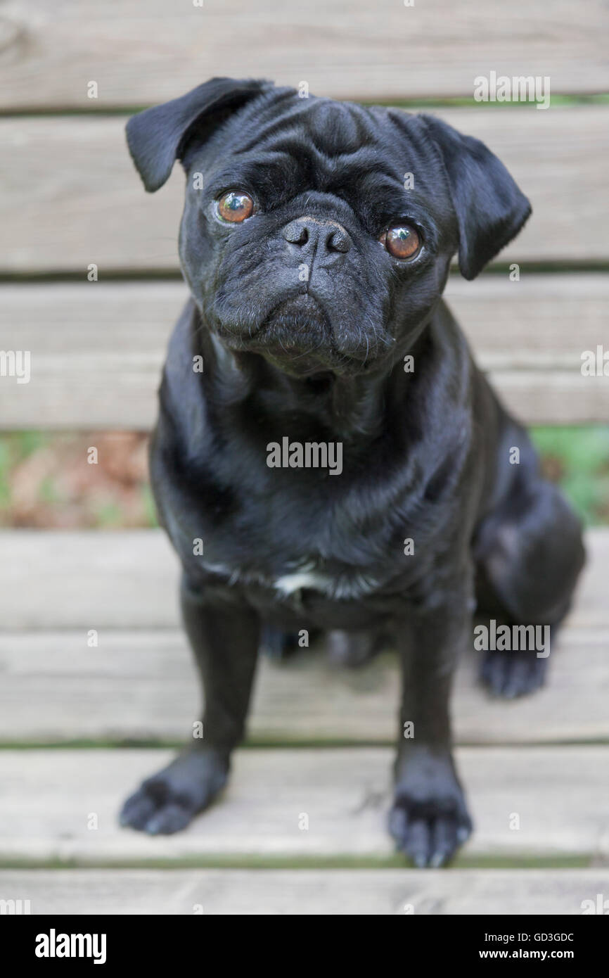 Schwarzer mops -Fotos und -Bildmaterial in hoher Auflösung – Alamy