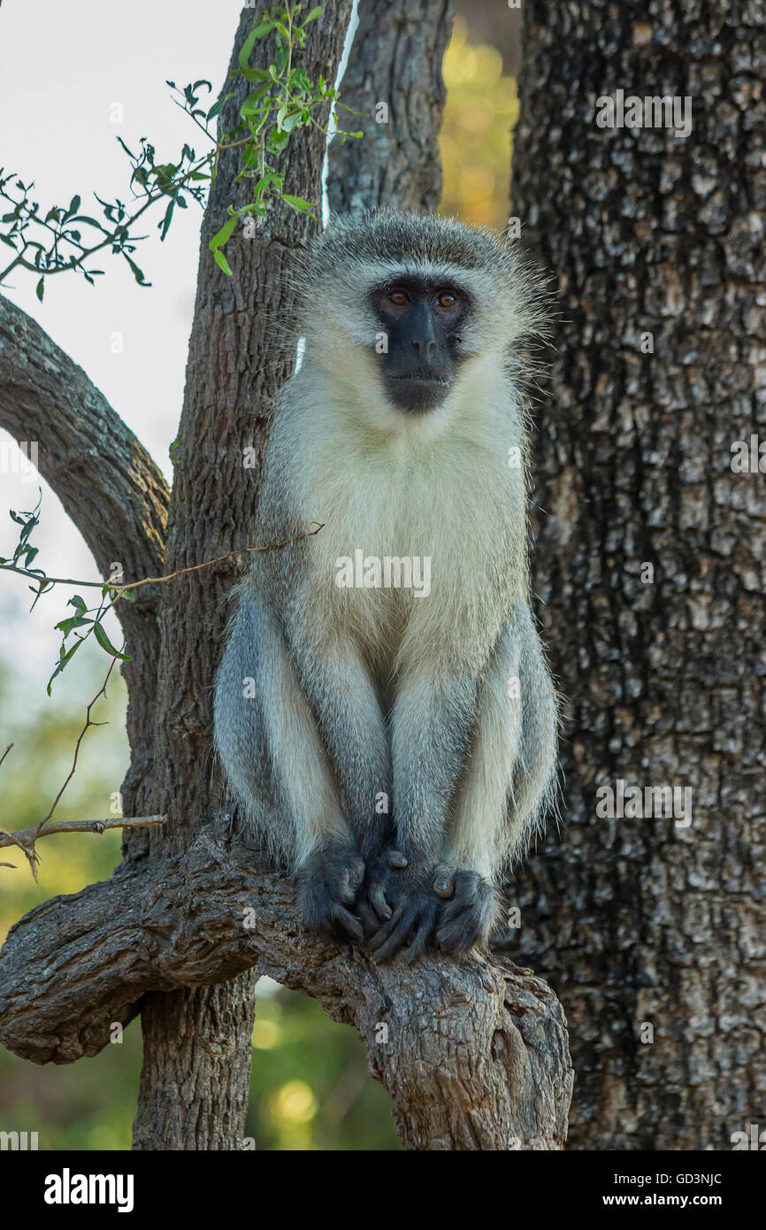 Big Monkeys Stockfotos & Big Monkeys Bilder - Alamy