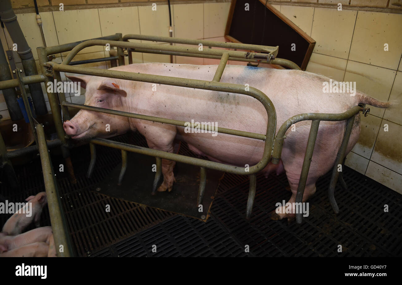 6 ferkel -Fotos und -Bildmaterial in hoher Auflösung – Alamy