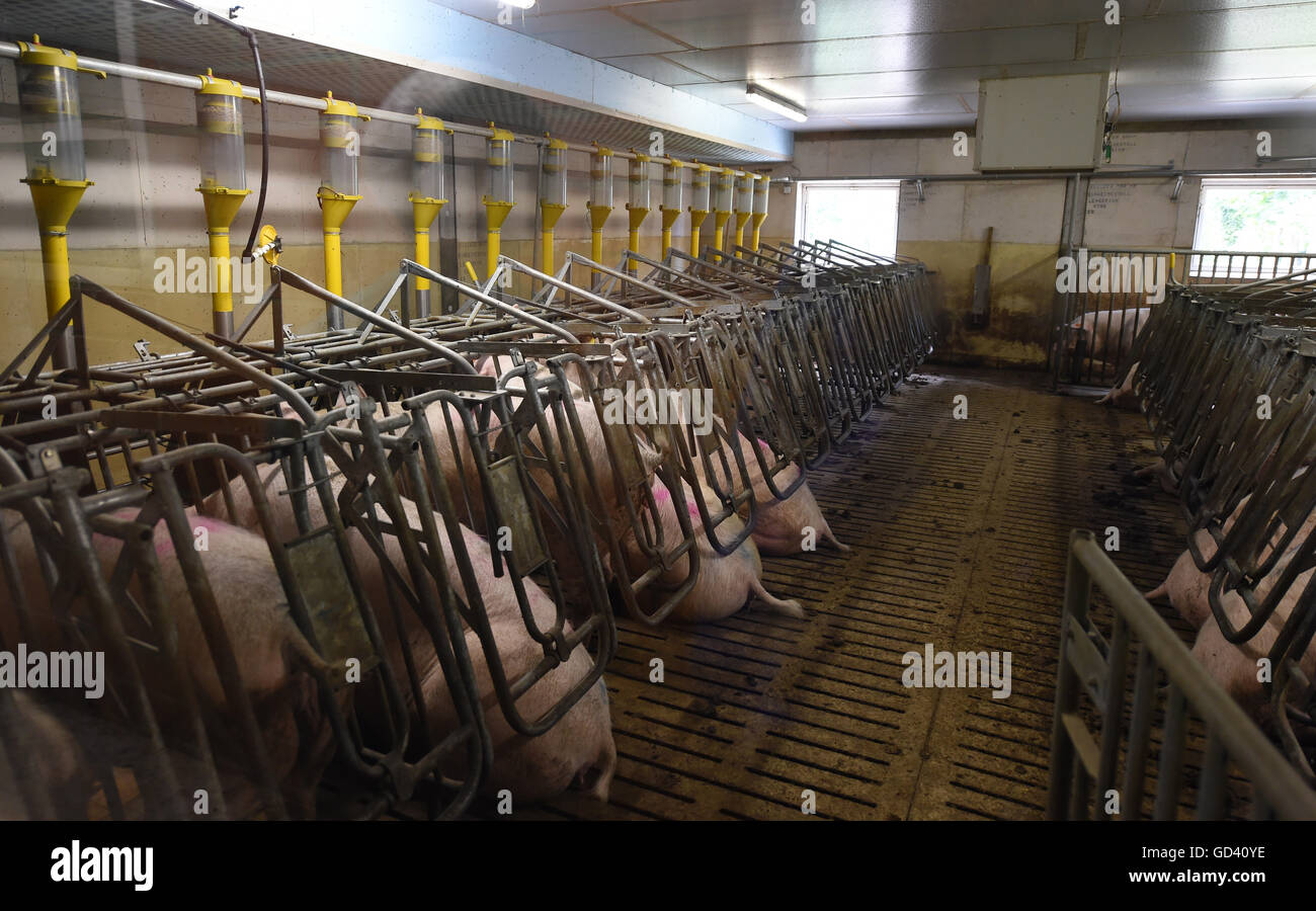 Lengerich, Deutschland. 6. Juli 2016. Schweine und Ferkel in einem ...