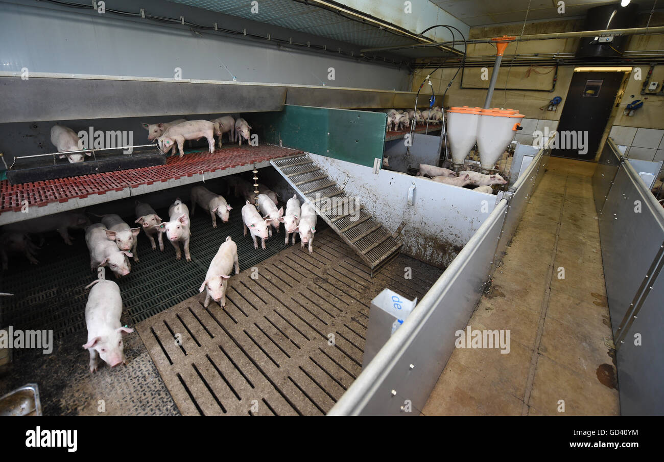 Lengerich, Deutschland. 6. Juli 2016. Schweine und Ferkel in einem ...