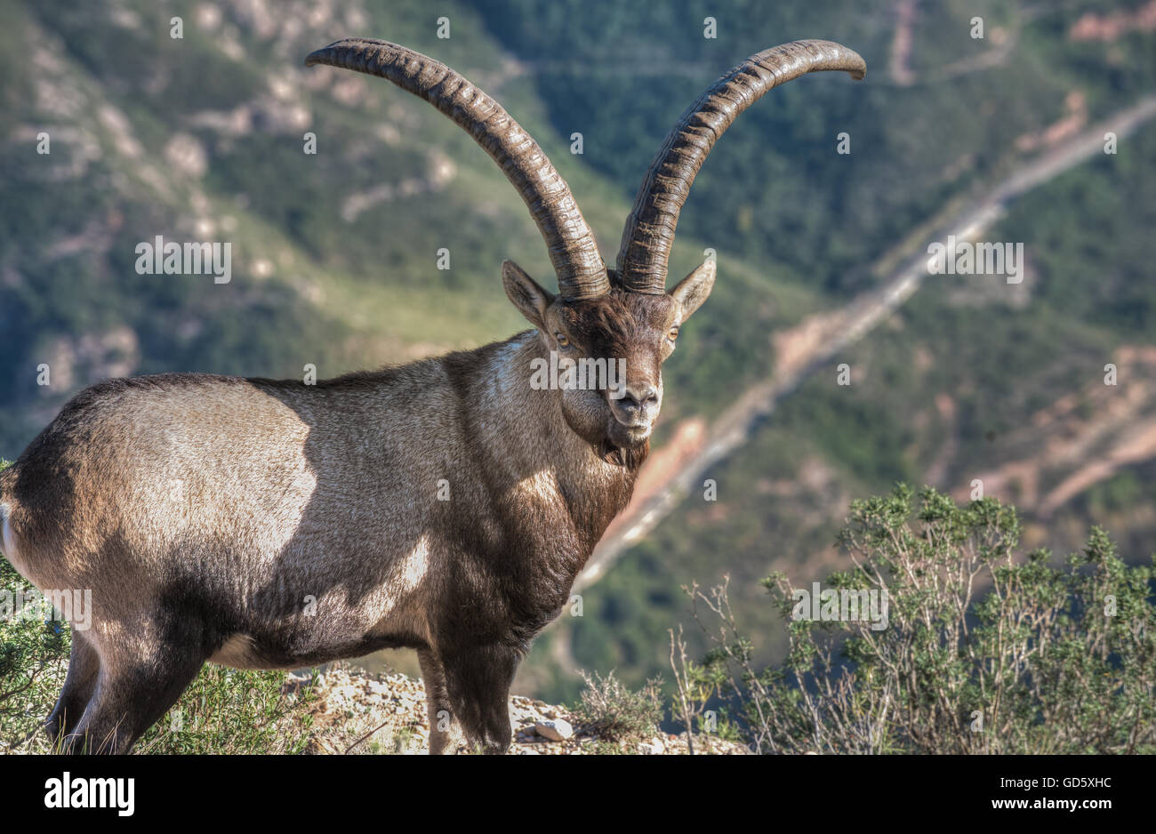 Wild Goat Stockfotos und -bilder Kaufen - Alamy