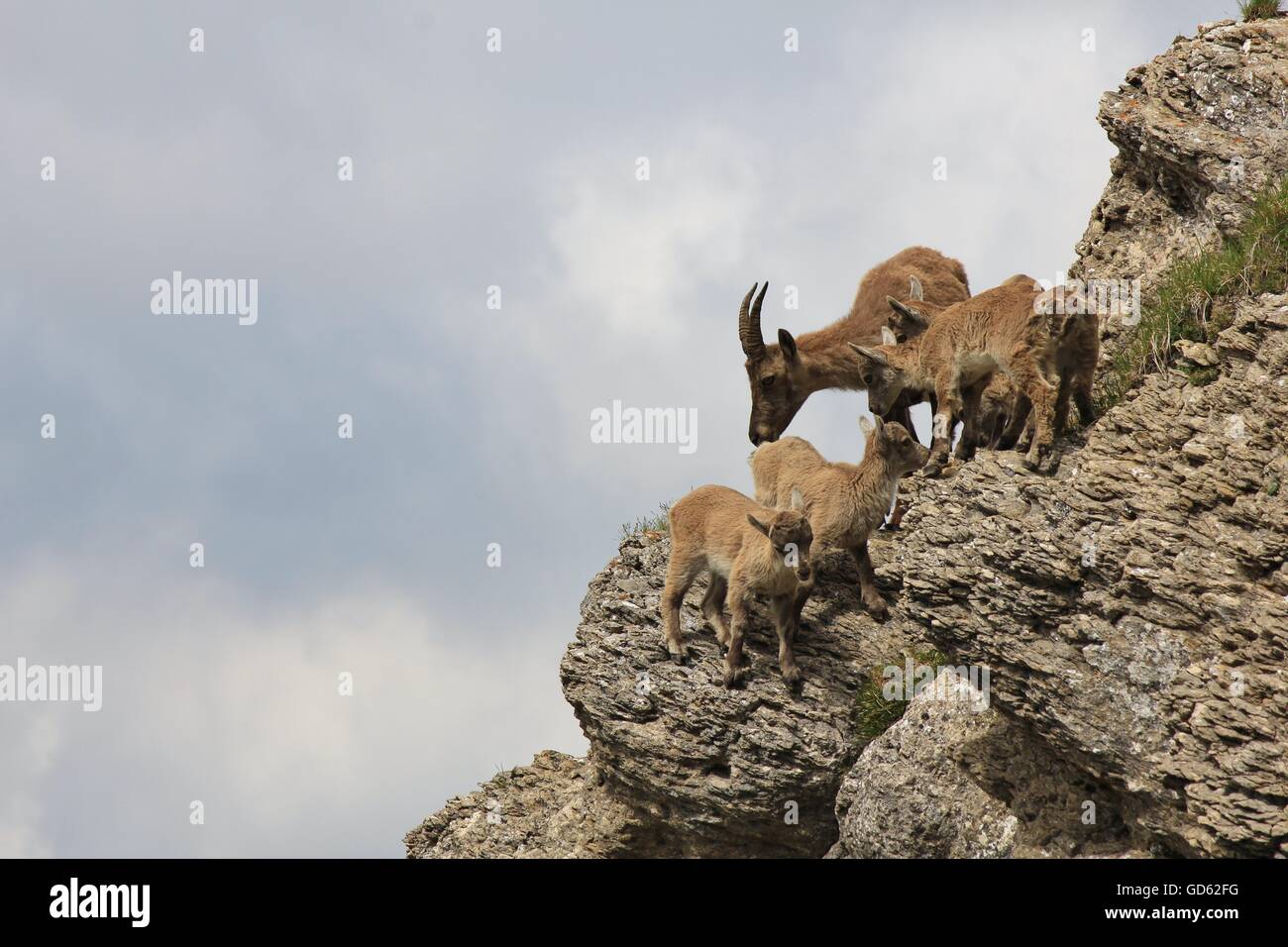 Weiblicher Steinbock mit Babys. Wildes Tier Leben hoch oben in den ...