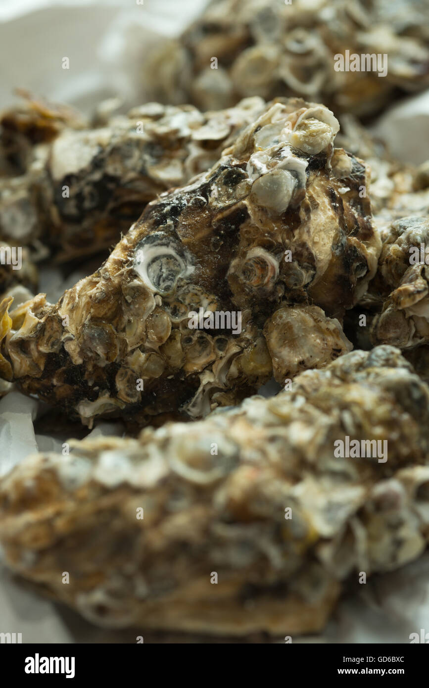 Lebende Austern Stockfotos und -bilder Kaufen - Alamy