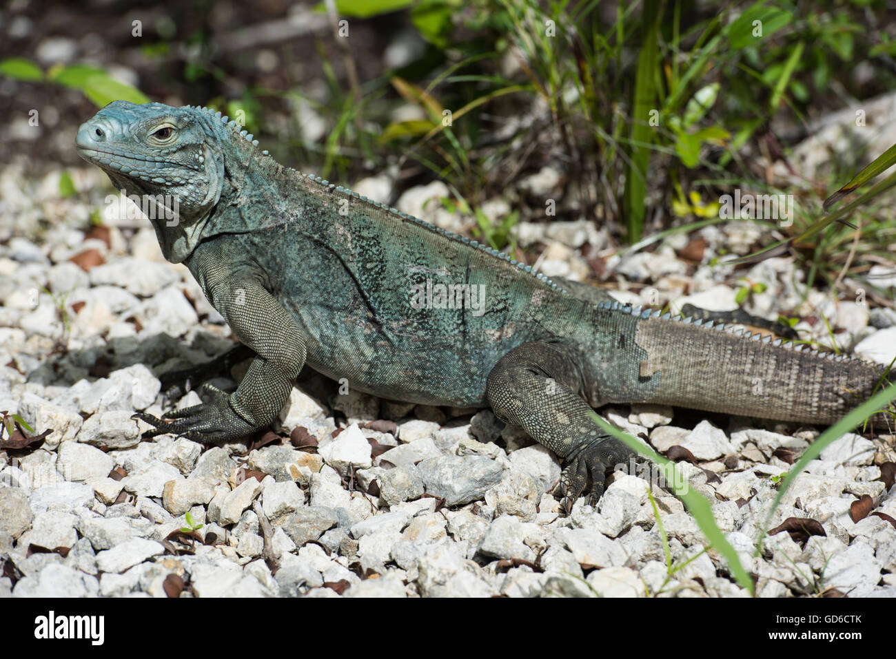 Grand cayman blue leguan -Fotos und -Bildmaterial in hoher Auflösung ...