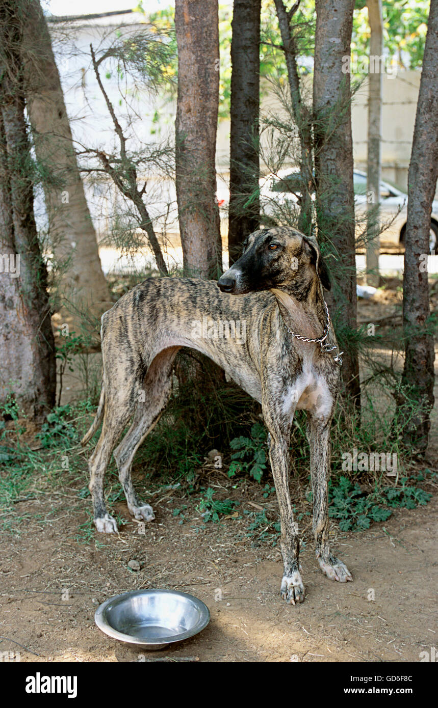Karawanenhund -Fotos und -Bildmaterial in hoher Auflösung – Alamy
