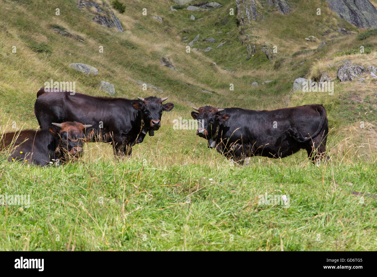 Eringer kuh -Fotos und -Bildmaterial in hoher Auflösung – Alamy