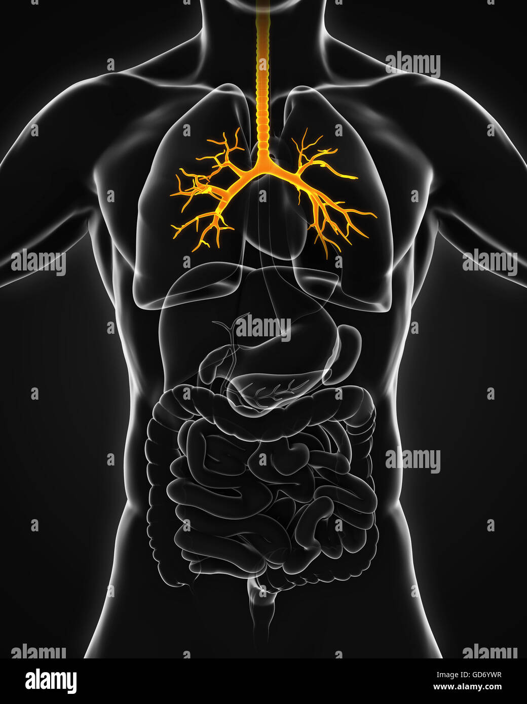 Anatomie der menschlichen Bronchien Stockfotografie - Alamy