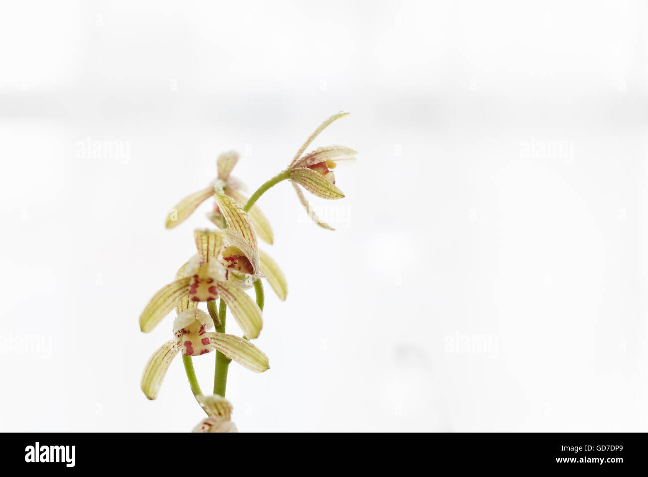 China scheinorchidee -Fotos und -Bildmaterial in hoher Auflösung – Alamy