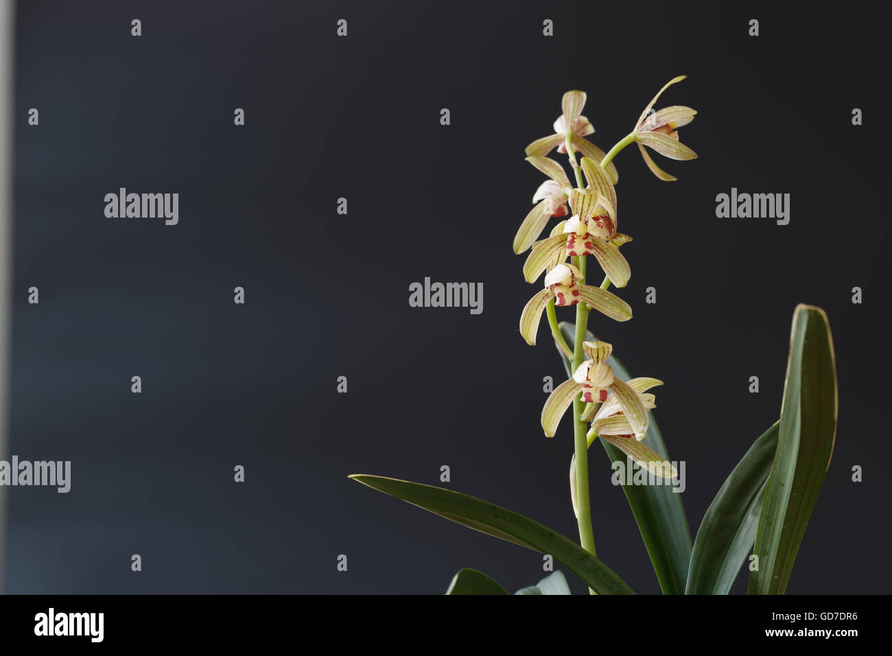 China scheinorchidee -Fotos und -Bildmaterial in hoher Auflösung – Alamy