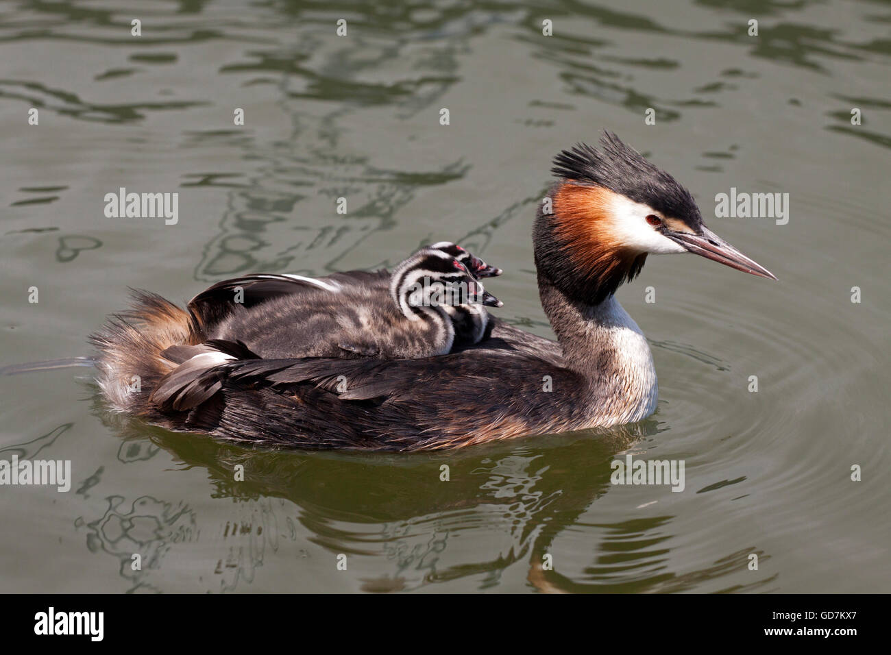 Lappentaucher Mutter Vogel mit zwei Jungvögel auf dem Rücken schwimmen ...