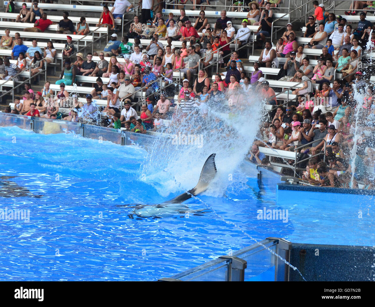 Großer Schwertwal zeigen in das Shamu Stadium in Seaworld Orlando ...