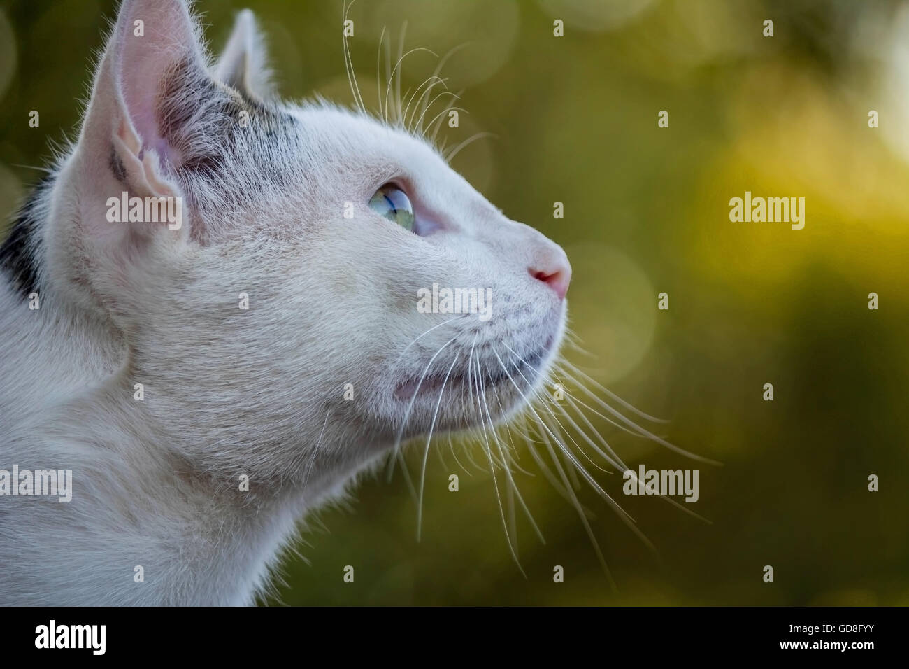 Profil katze -Fotos und -Bildmaterial in hoher Auflösung – Alamy