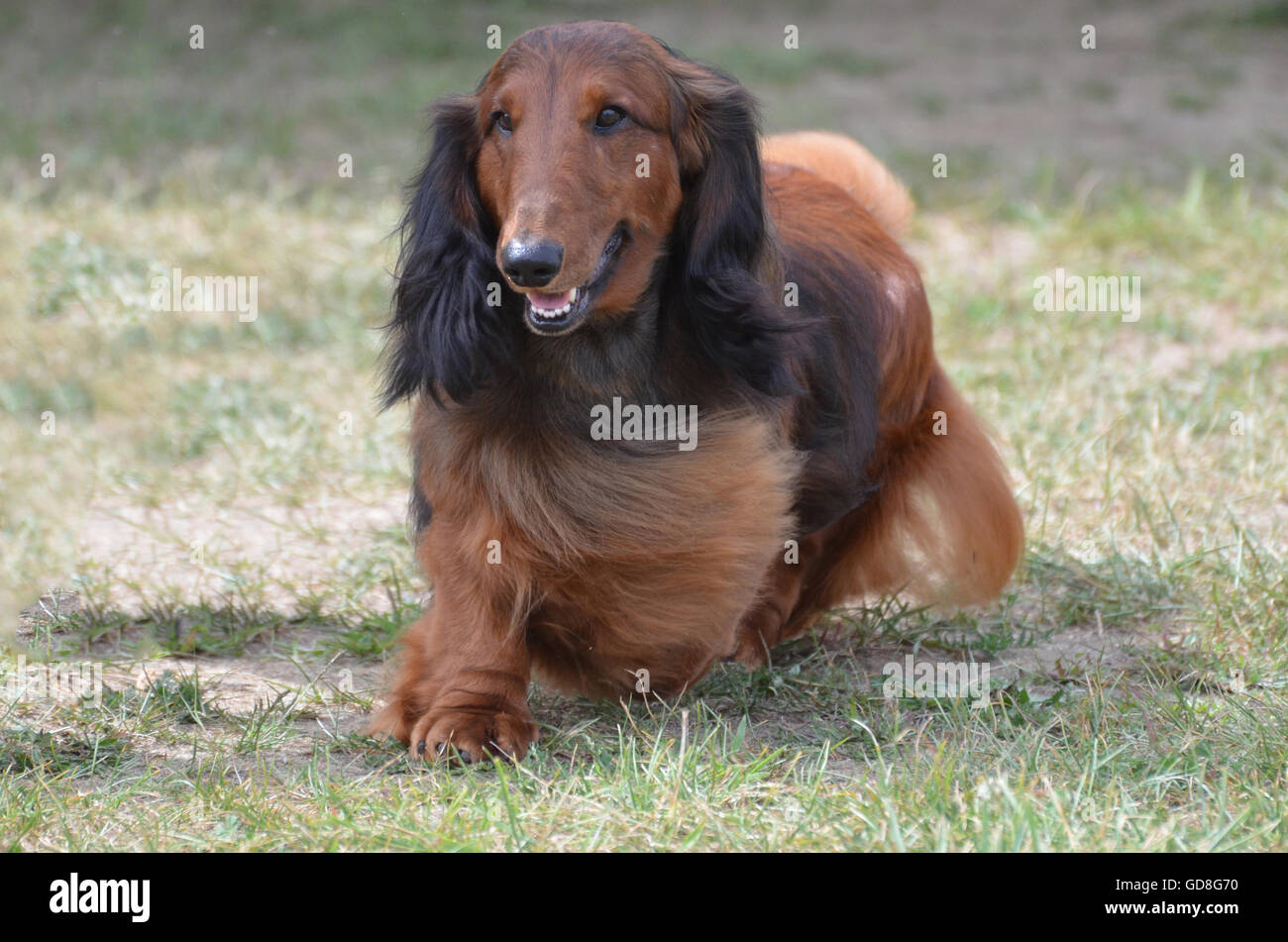 Dackel Hund mit langen fließenden Fell Stockfotografie - Alamy