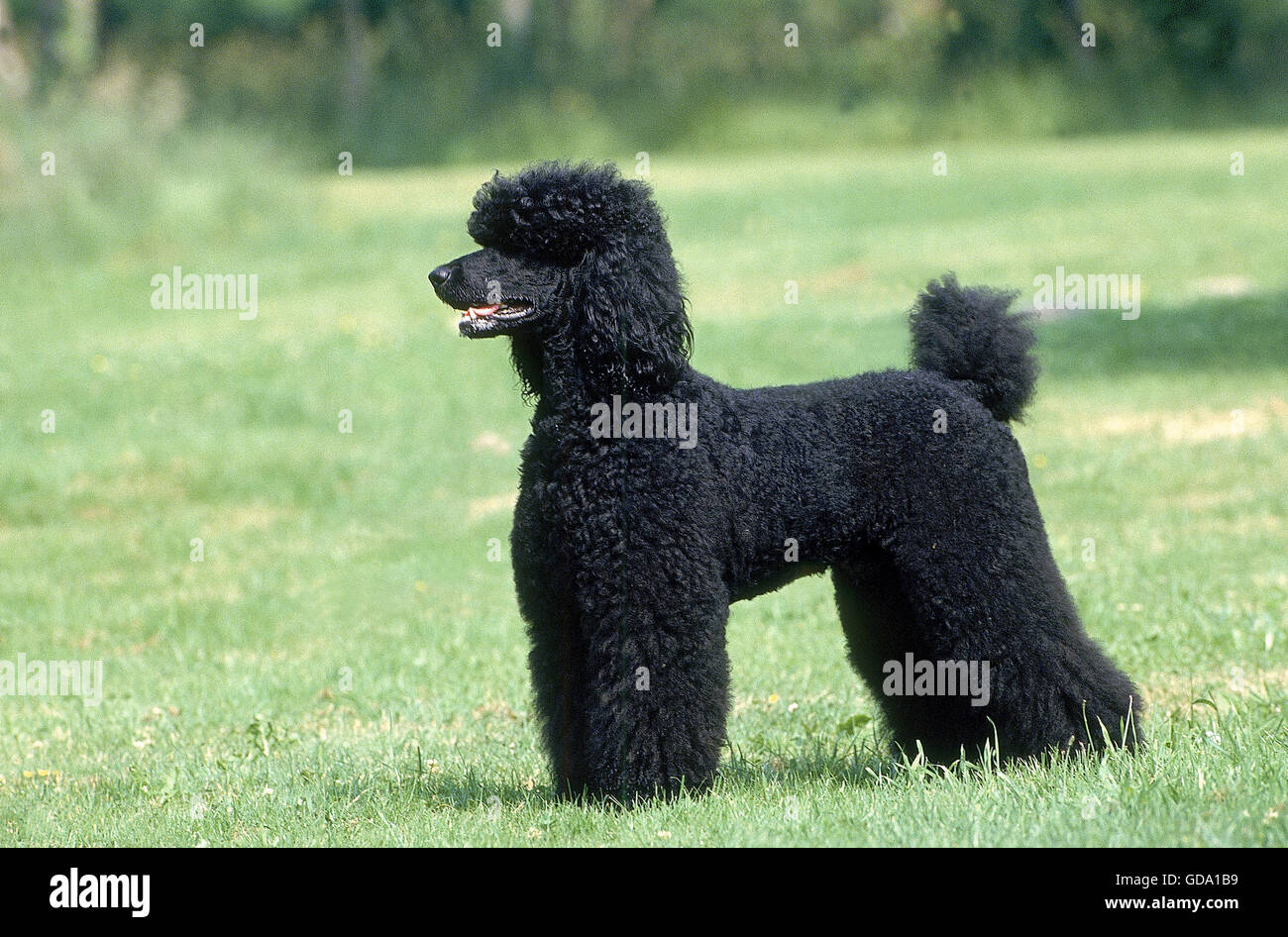 Black Giant Poodle Stockfotos und -bilder Kaufen - Alamy
