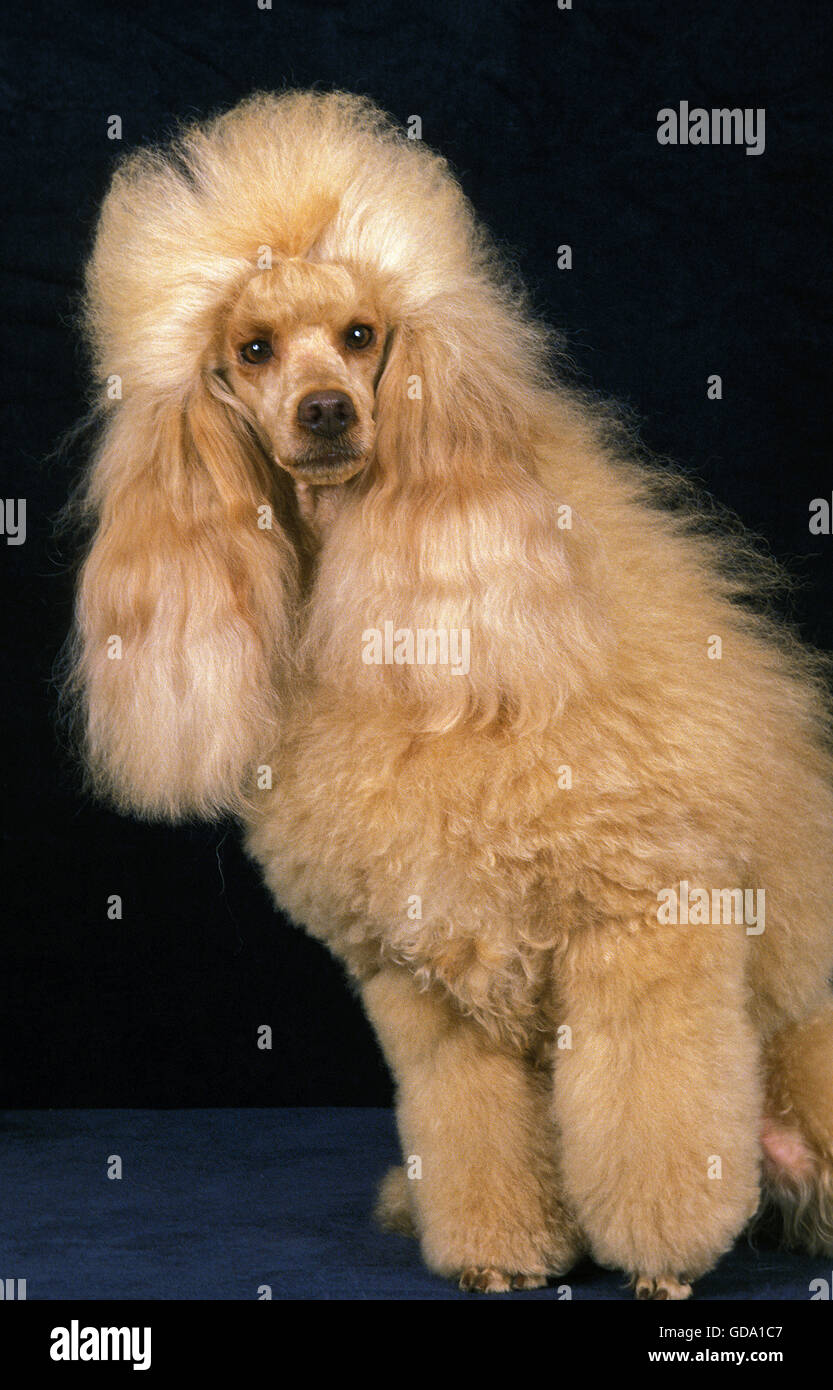 Pudel sitzt -Fotos und -Bildmaterial in hoher Auflösung - Seite 2 - Alamy