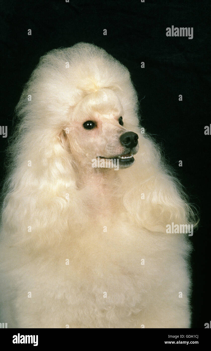 Riesiger pudel -Fotos und -Bildmaterial in hoher Auflösung – Alamy