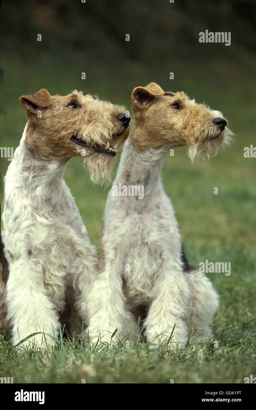 Drahthaariger foxterrierhund -Fotos und -Bildmaterial in hoher ...
